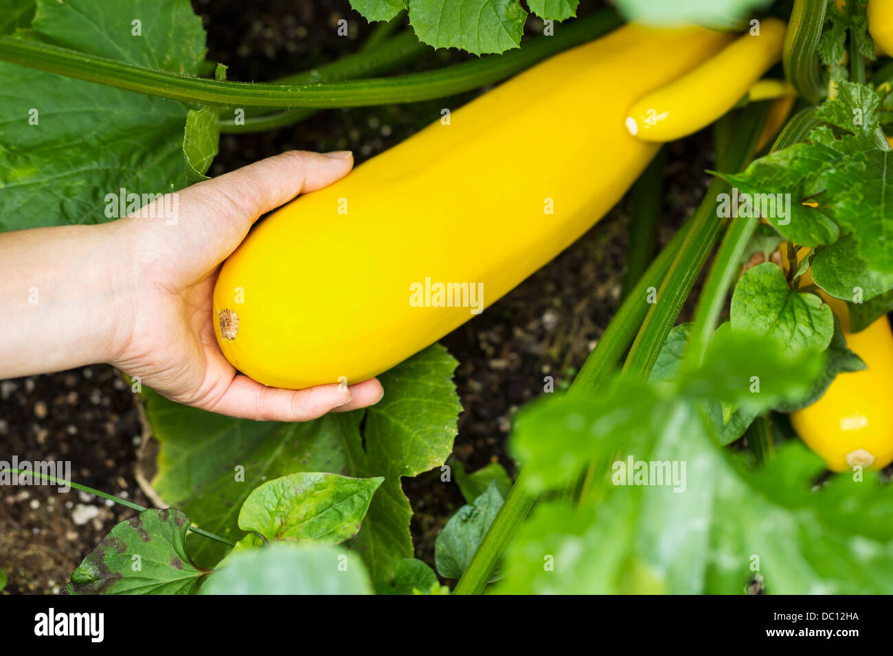 Horizontal photo of female hand holding a single fresh large yellow ...