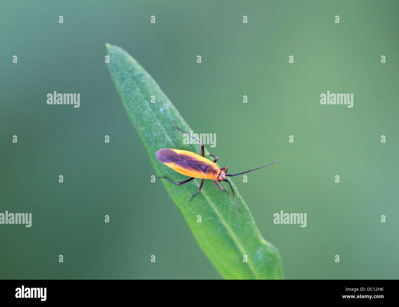 Plant bug (Lopidea sp.) on blade of grass Stock Photo - Alamy