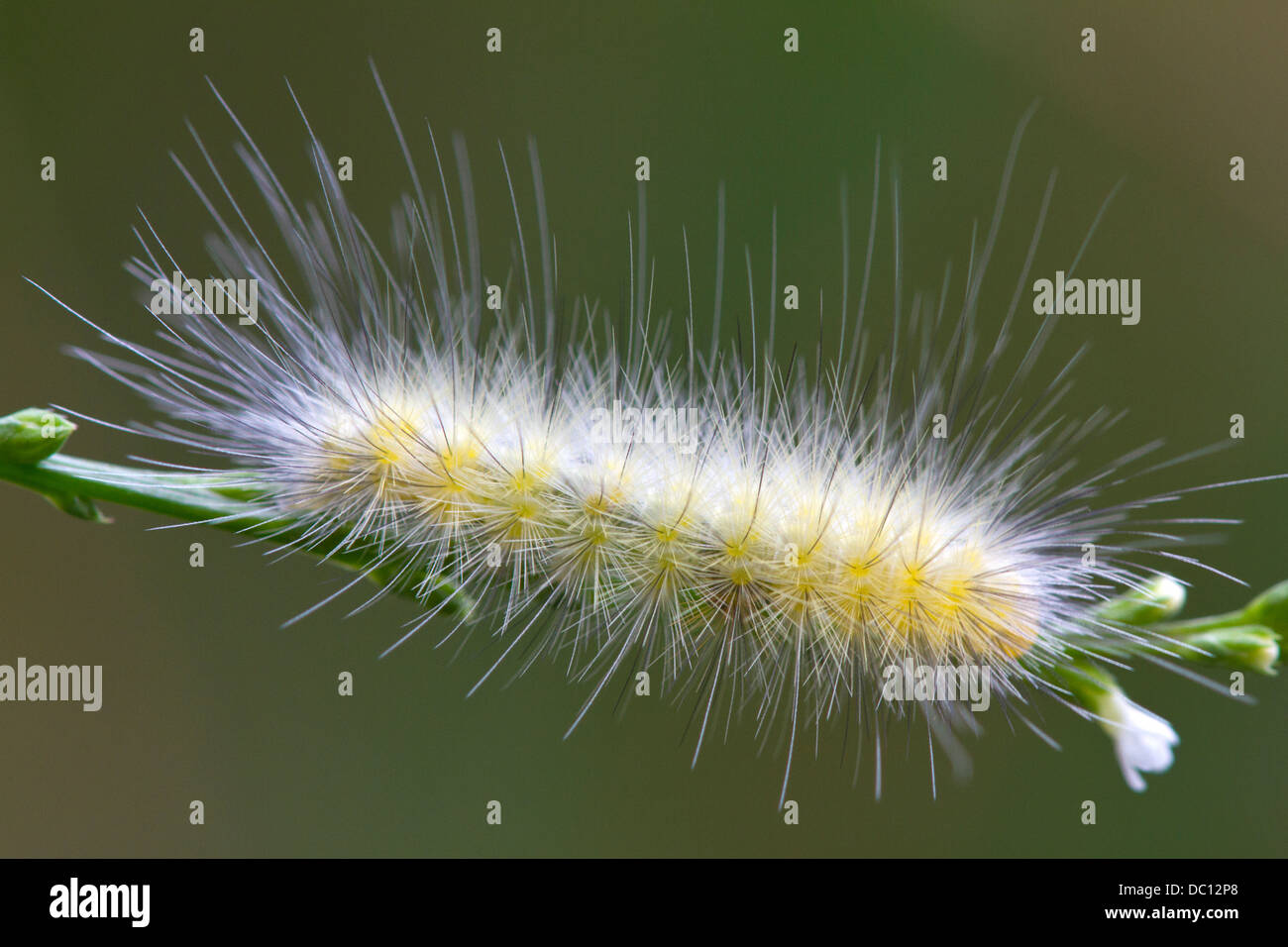 Virginian Tiger Moth caterpillar (Spilosoma virginica Stock Photo - Alamy