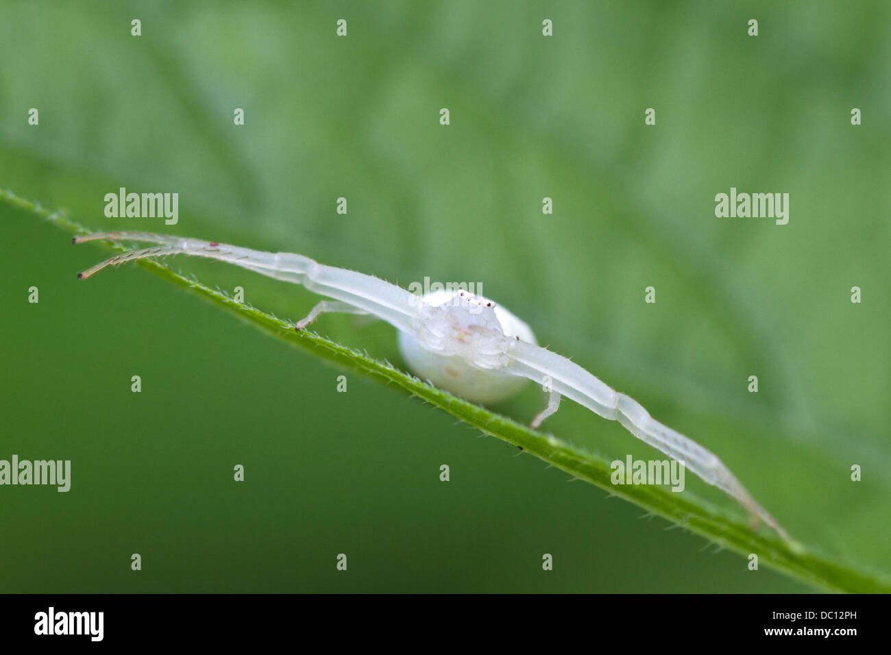 White crab spider hi-res stock photography and images - Alamy
