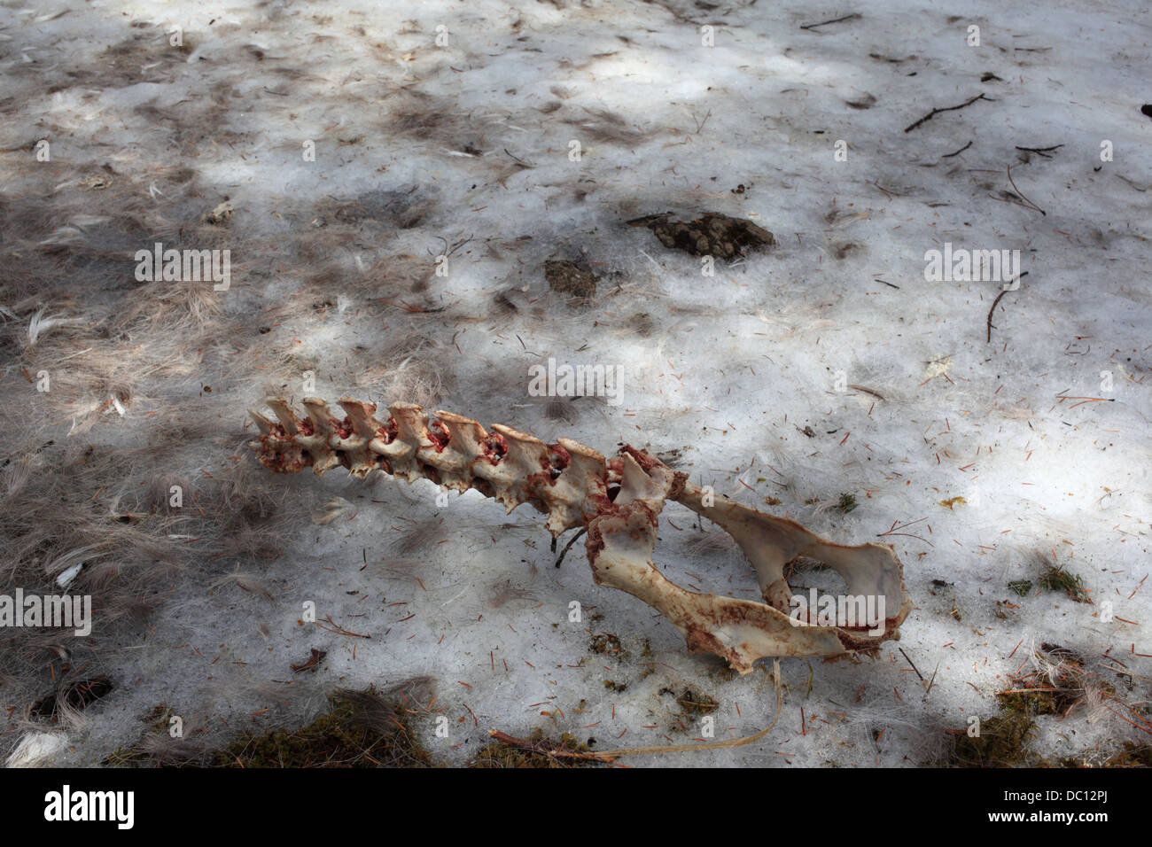 After a kill hi-res stock photography and images - Alamy