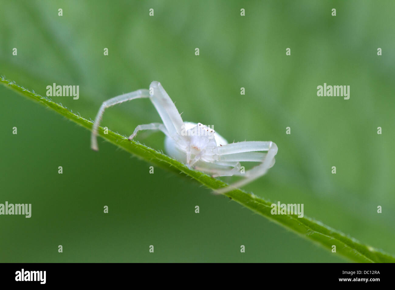 White crab spider hi-res stock photography and images - Alamy