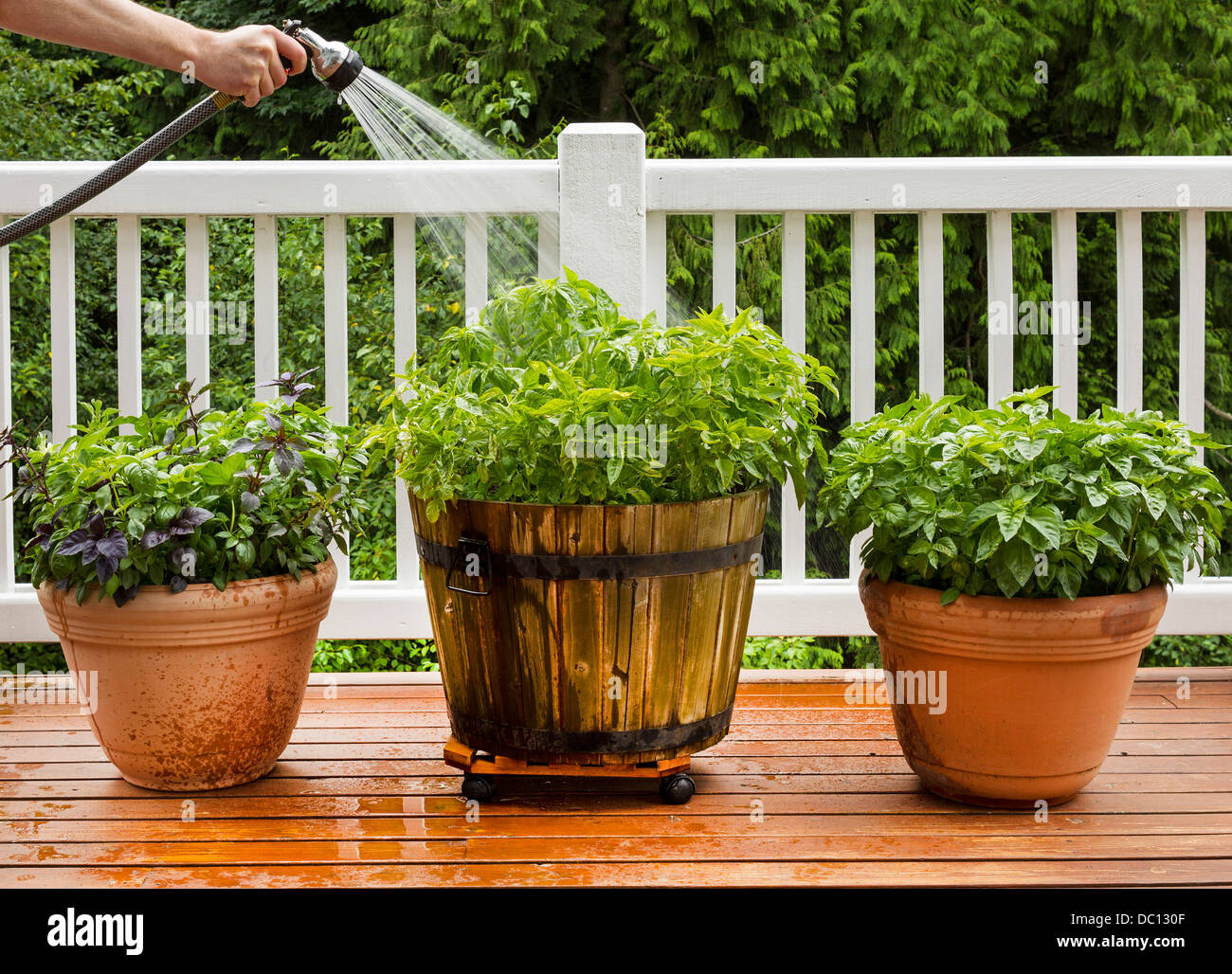 Horizontal photo male hand with water hose watering home herb garden ...