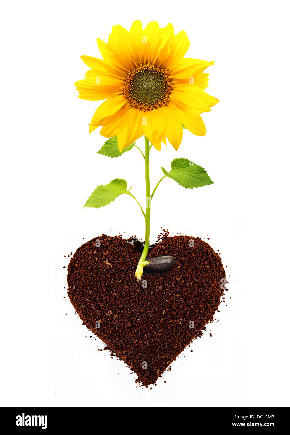 Ground sunflower hi-res stock photography and images - Alamy