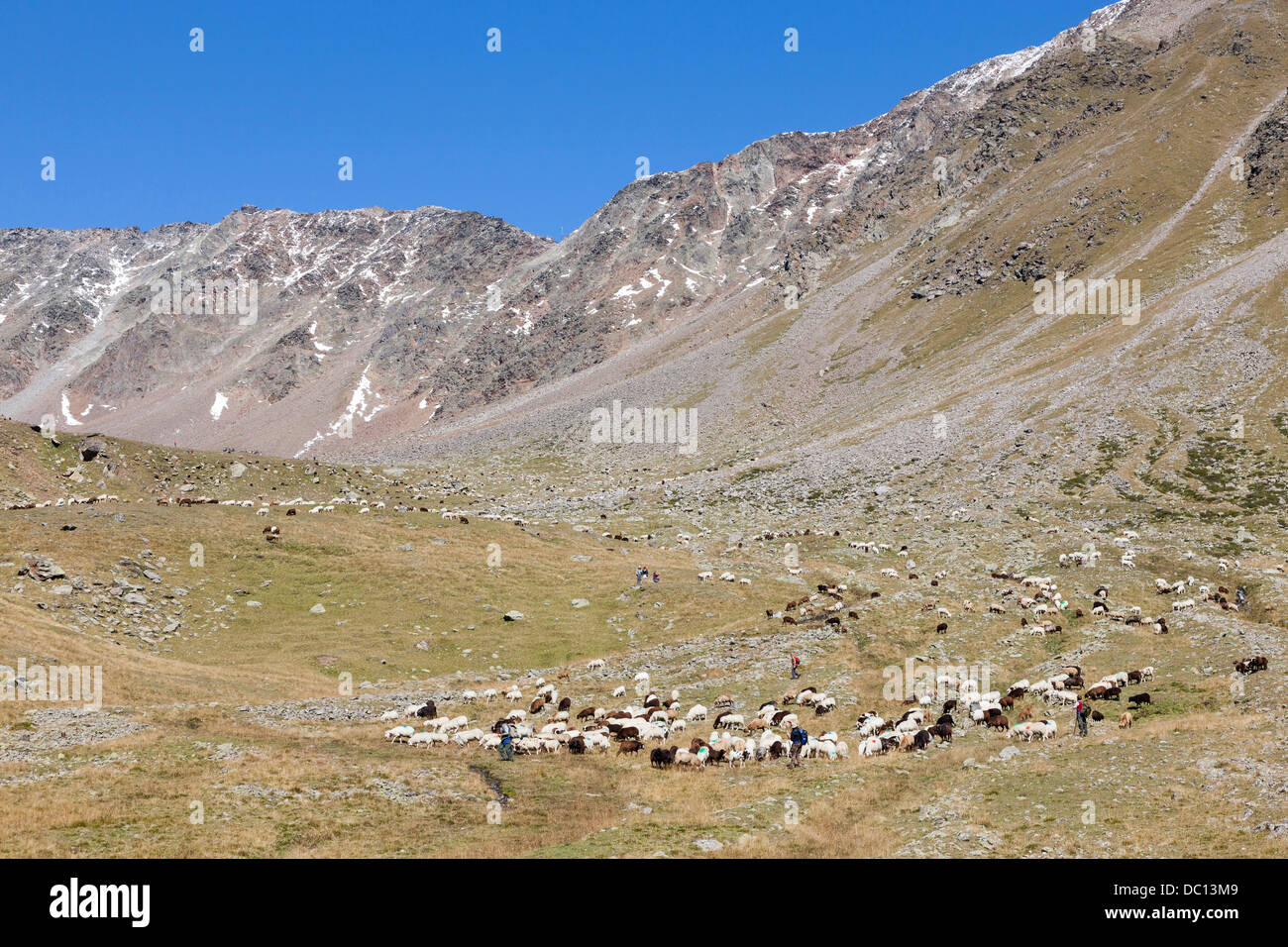 Transhumance: the great sheep trek across the Oetztal Alps between ...