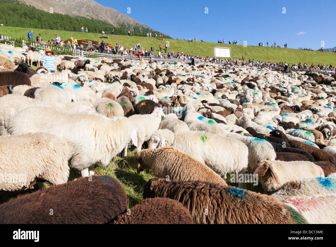 Transhumance: the great sheep trek across the Oetztal Alps between ...
