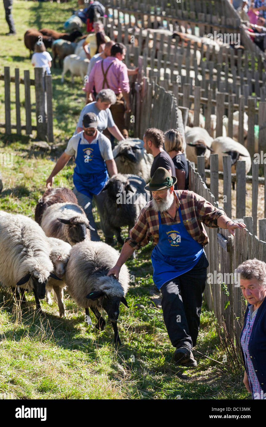 Transhumance: the great sheep trek across the Oetztal Alps between ...