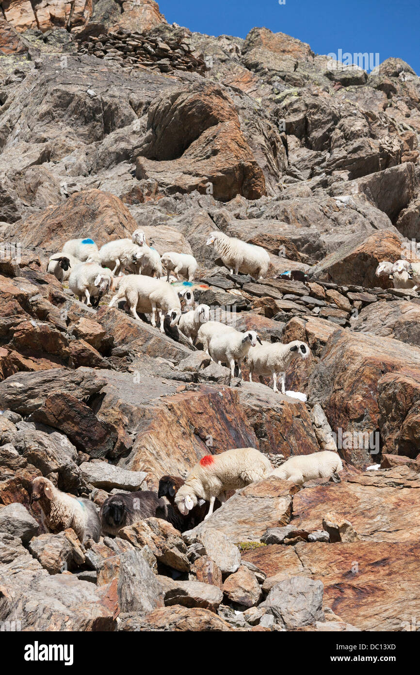 Transhumance: the great sheep trek across the Oetztal Alps between ...