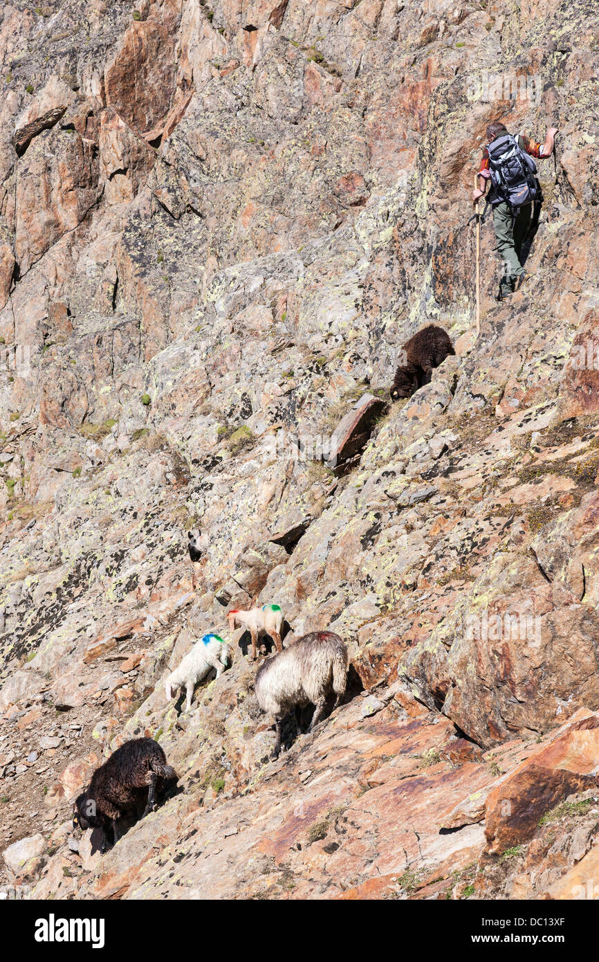 Transhumance: the great sheep trek across the Oetztal Alps between ...