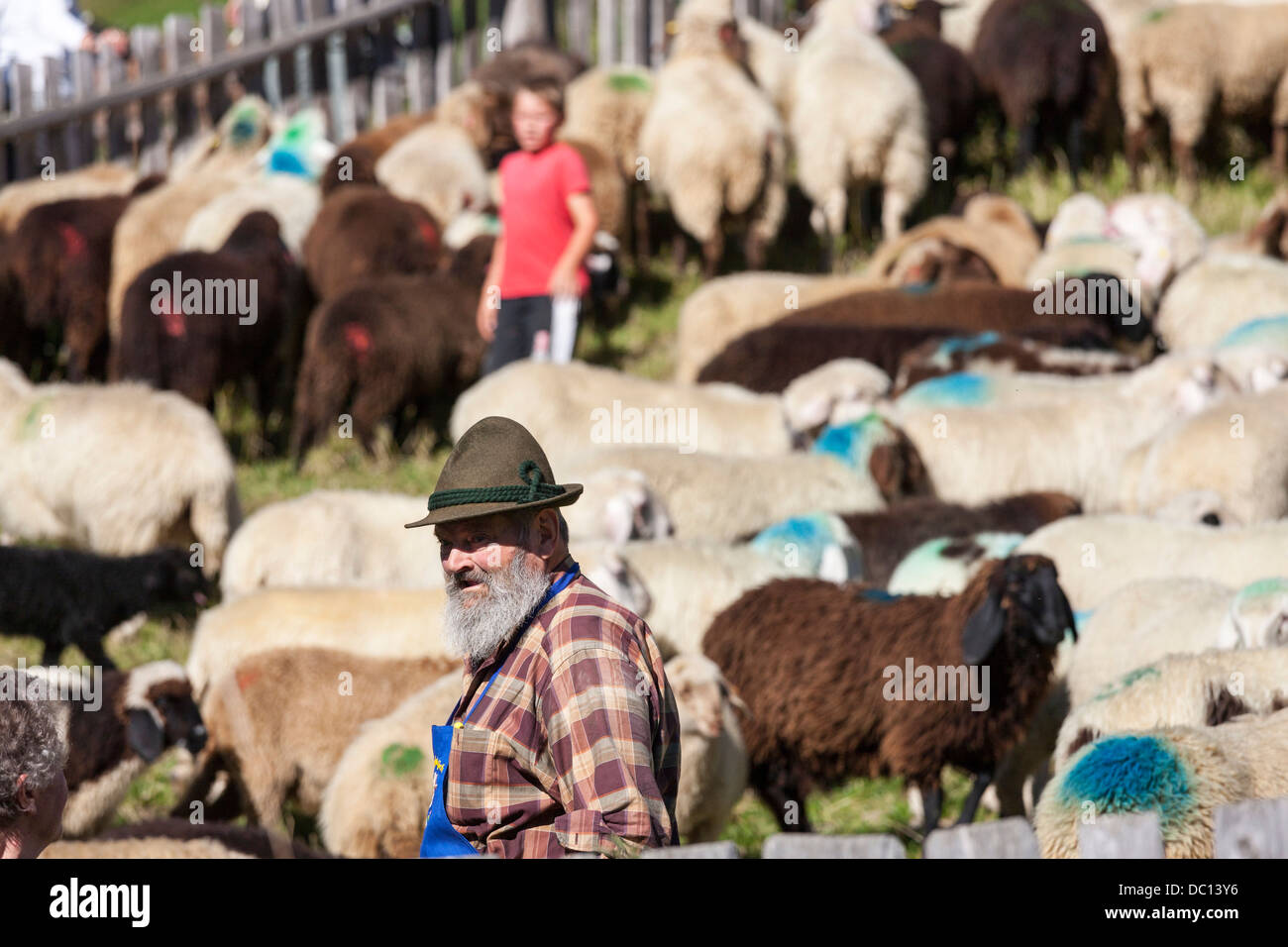 Transhumance: the great sheep trek across the Oetztal Alps between ...