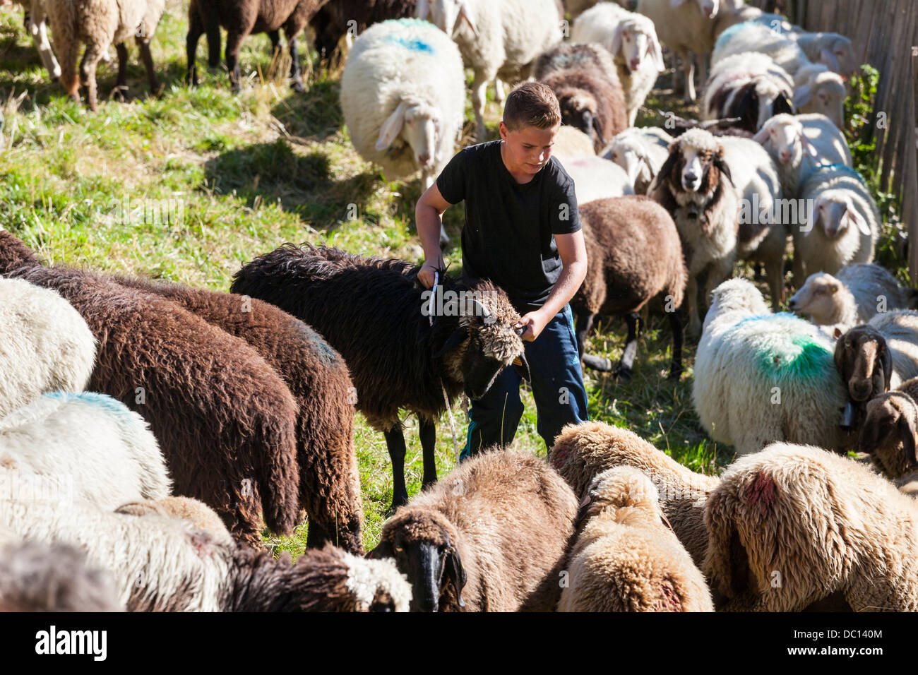 Transhumance: the great sheep trek across the Oetztal Alps between ...