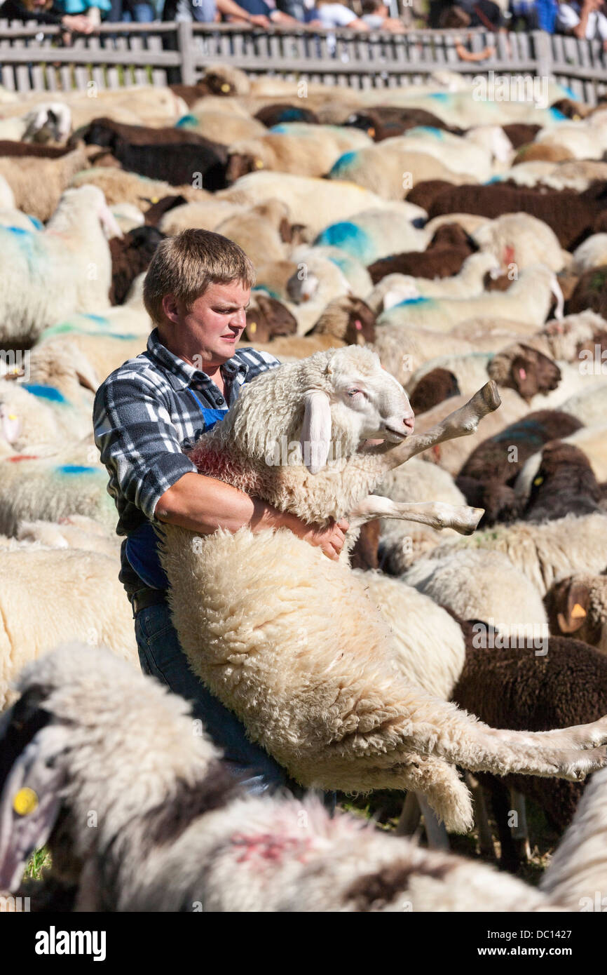 Transhumance: the great sheep trek across the Oetztal Alps between ...