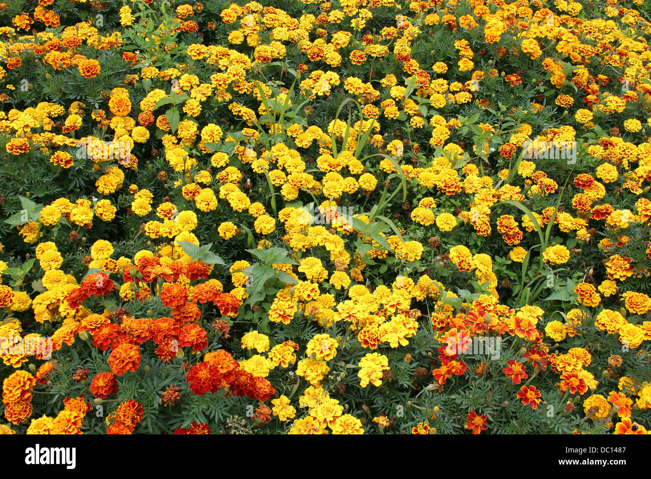 beautiful flower of motley and velvet tagetes and many others Stock ...