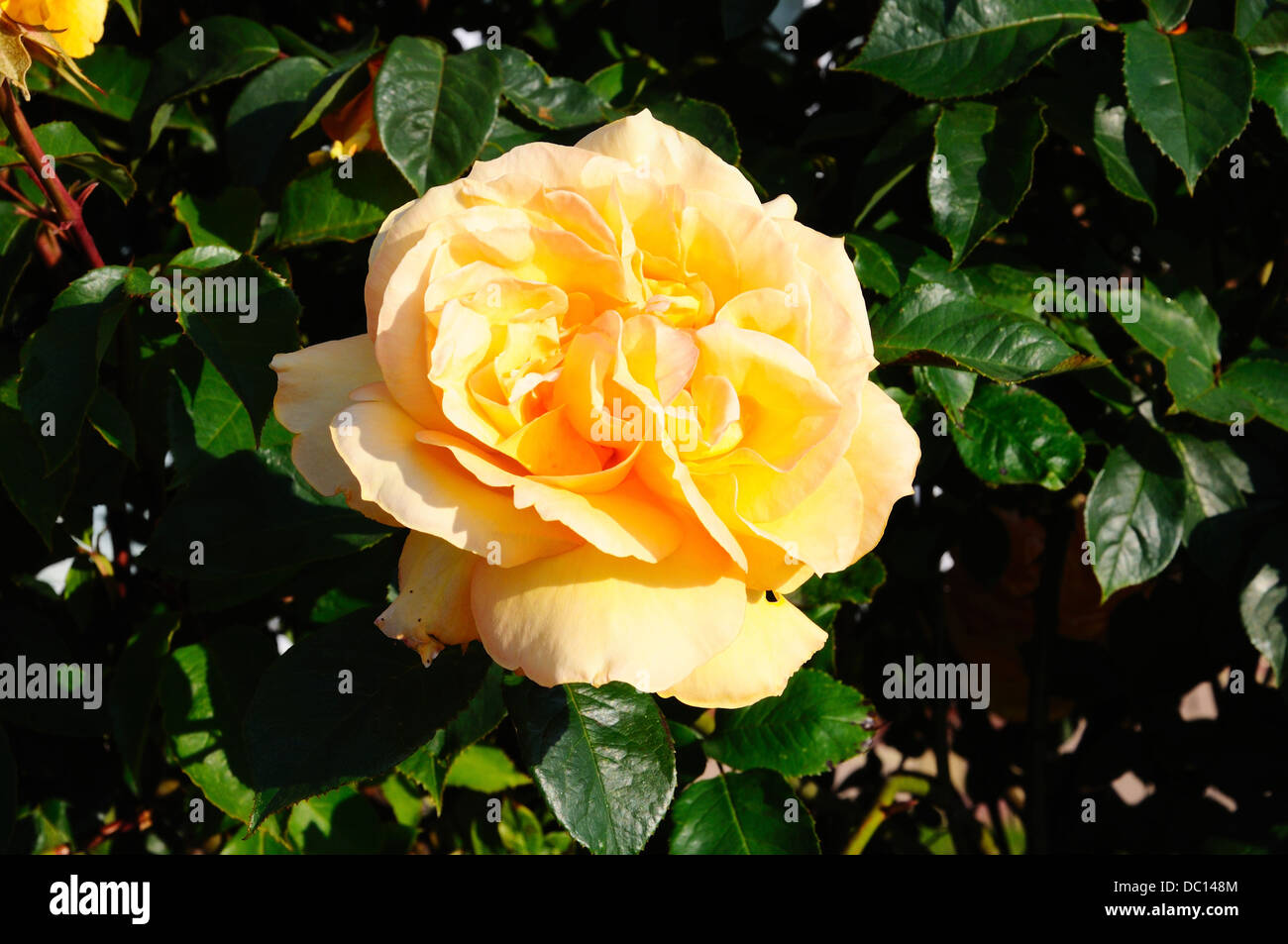 Peach coloured English rose in full bloom, England, Western Europe ...