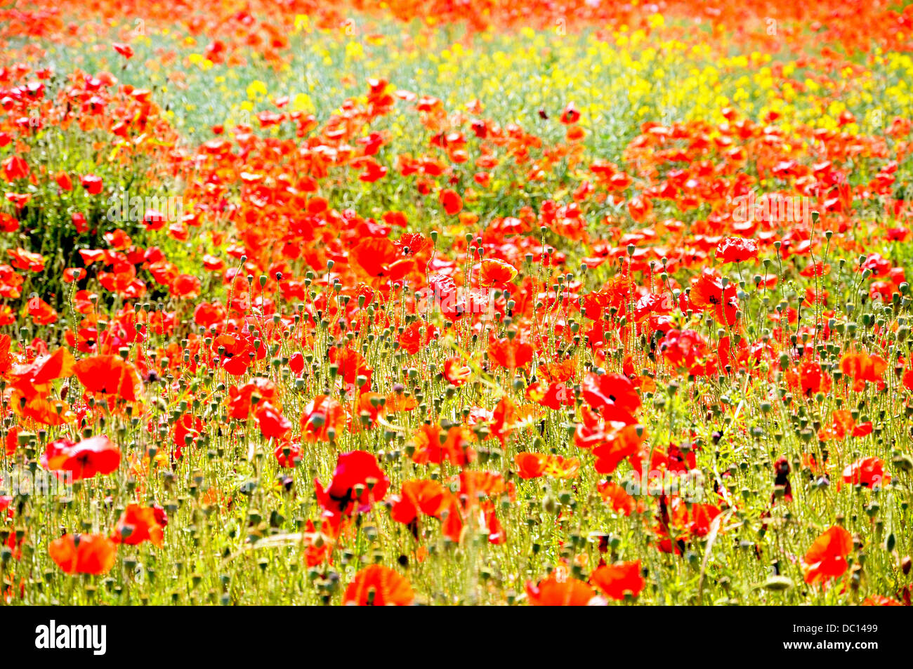 Poppy field, England, Western Europe Stock Photo - Alamy