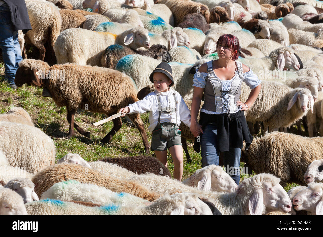 Transhumance: the great sheep trek across the Oetztal Alps between ...