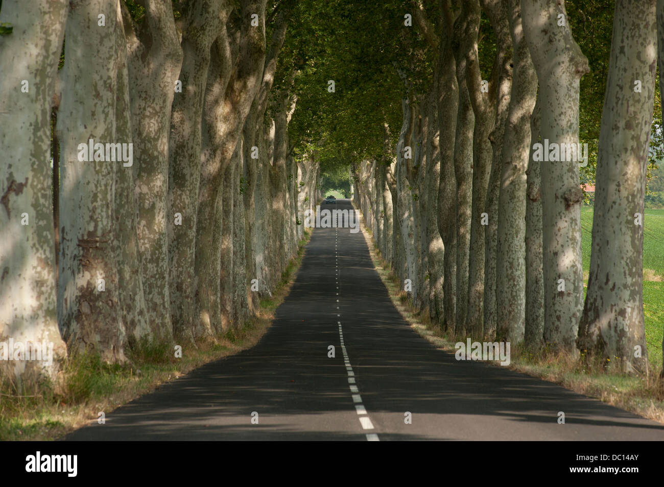 Typical french tree lined road hi-res stock photography and images - Alamy