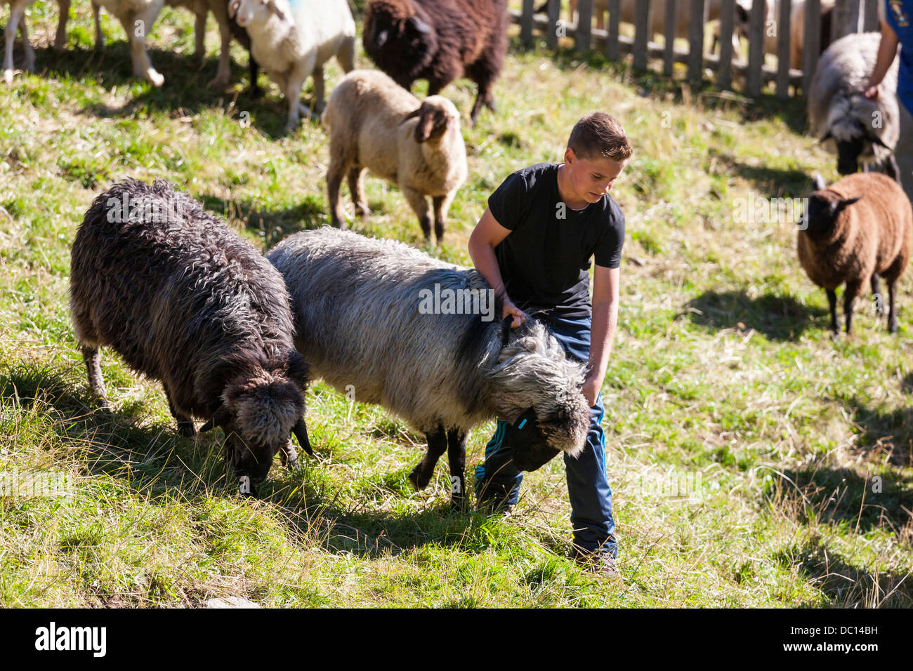 Transhumance: the great sheep trek across the Oetztal Alps between ...