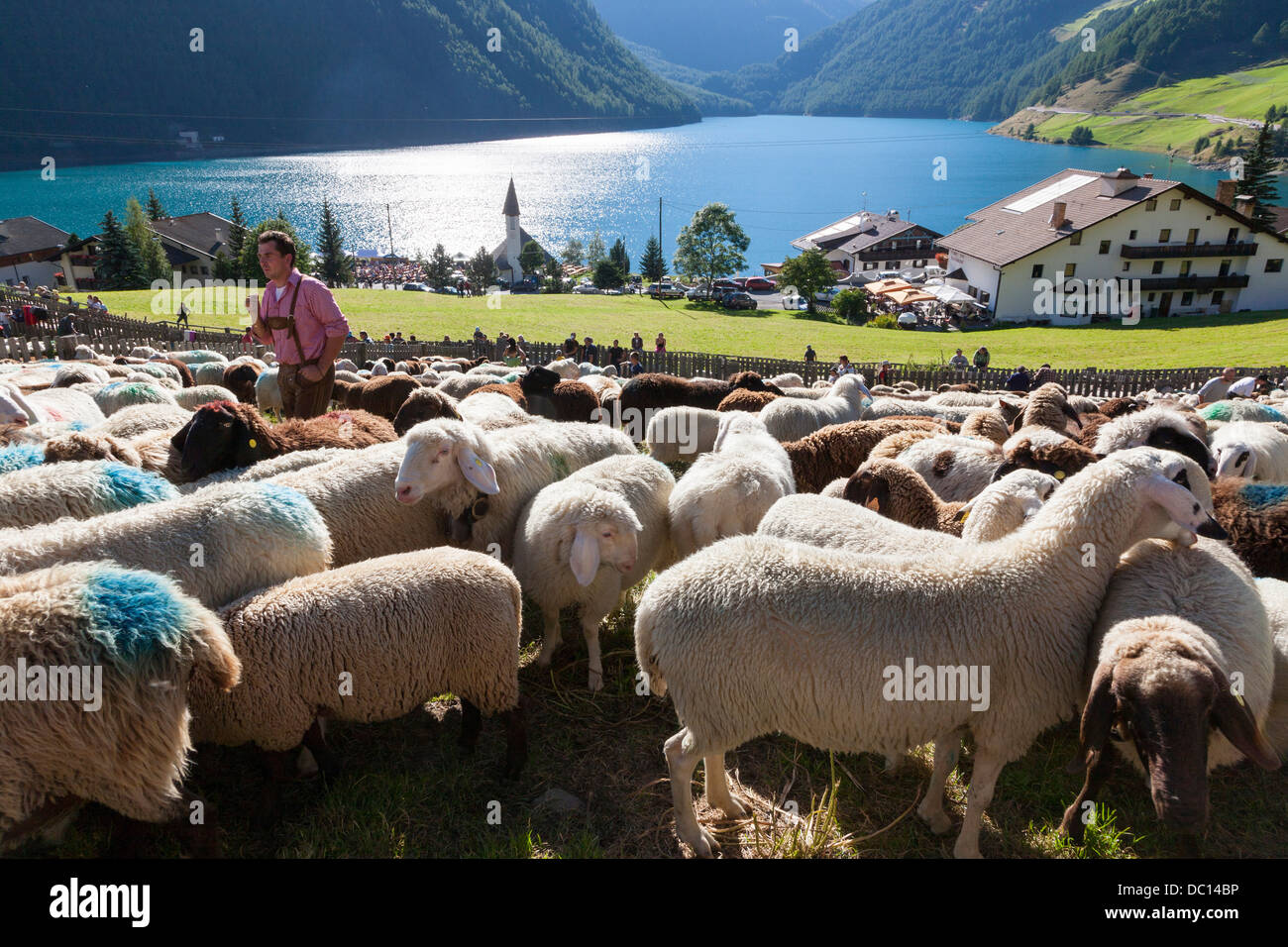 Transhumance: the great sheep trek across the Oetztal Alps between ...