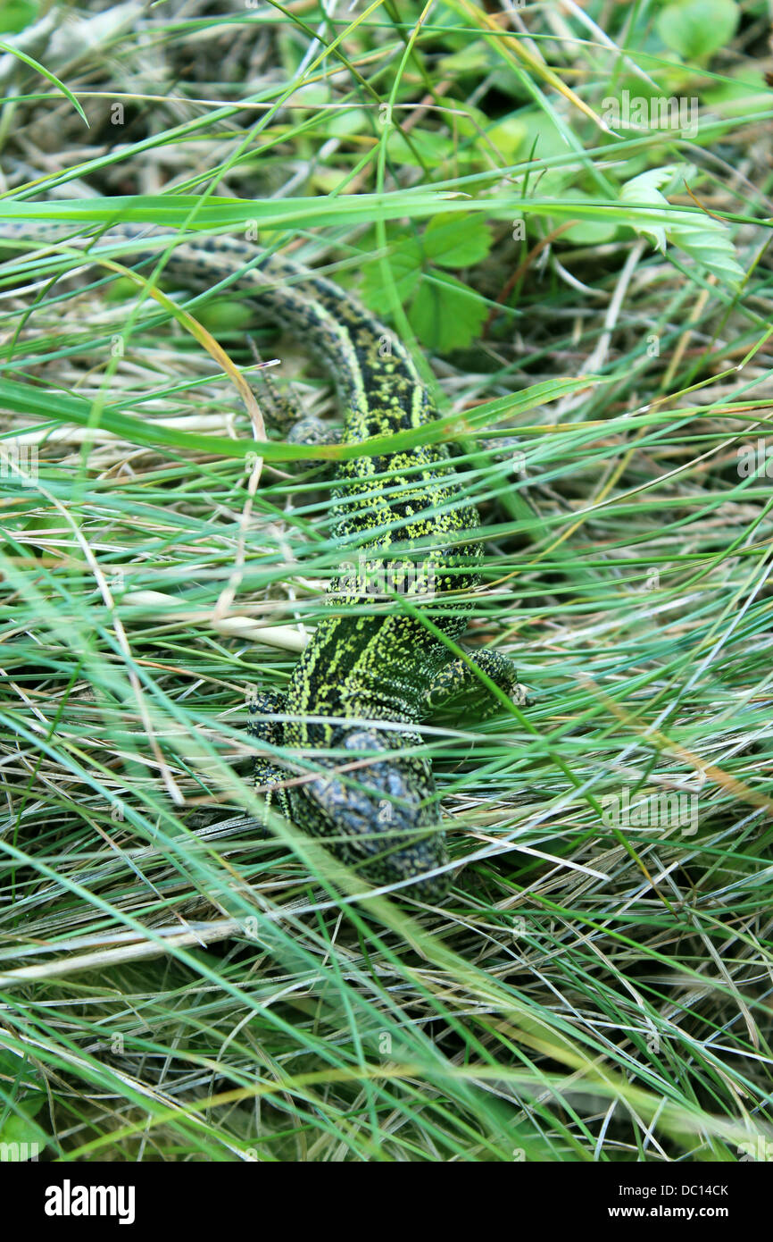The green small lizard in the grass Stock Photo - Alamy