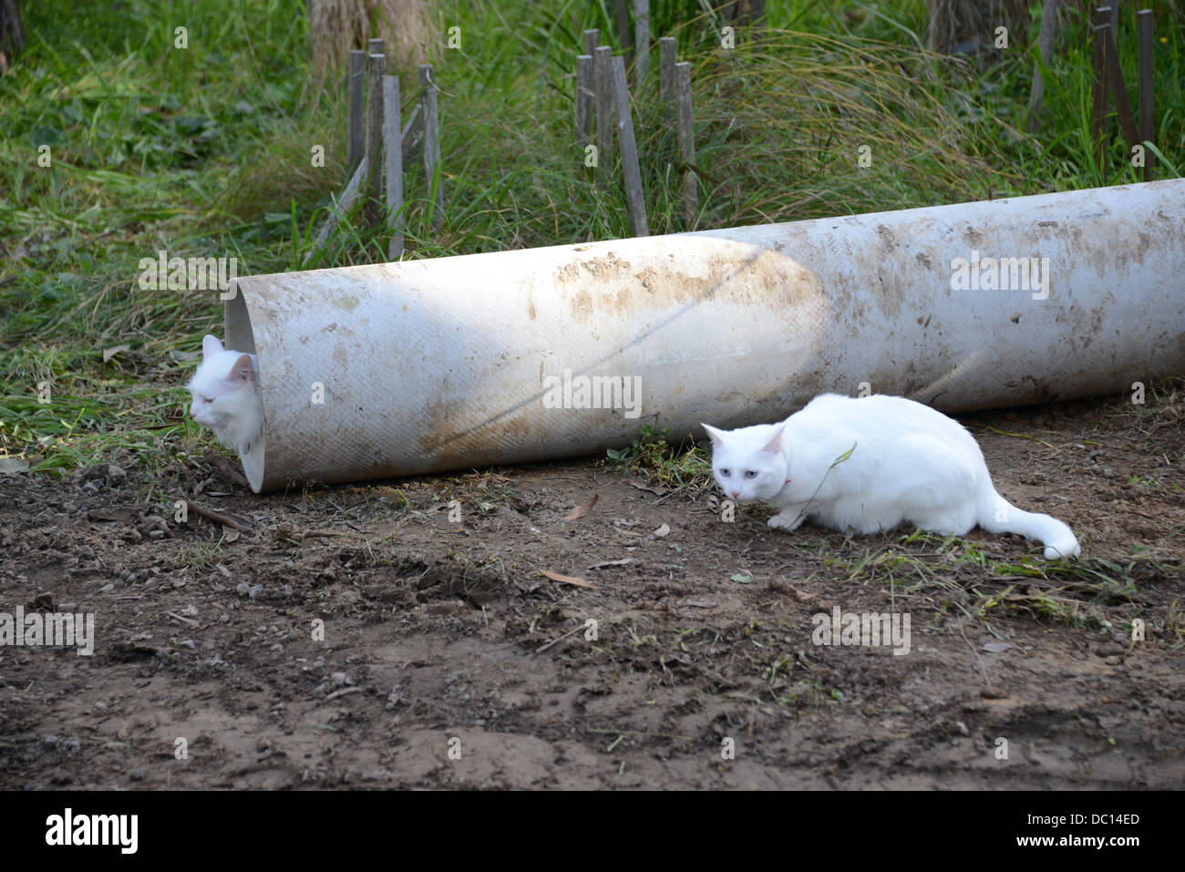 Mature cat cat hi-res stock photography and images - Alamy