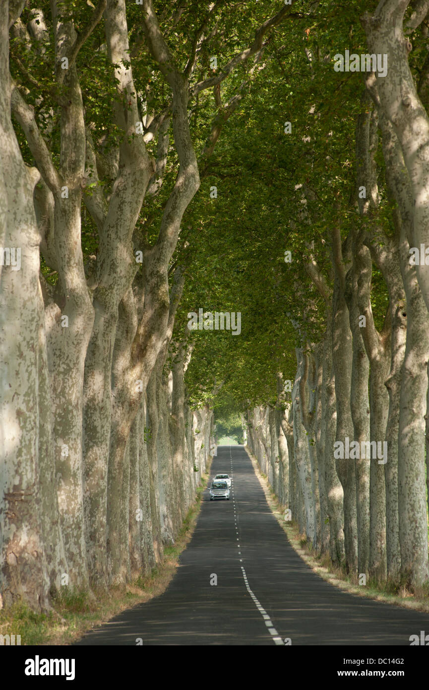 Typical french tree lined road hi-res stock photography and images - Alamy