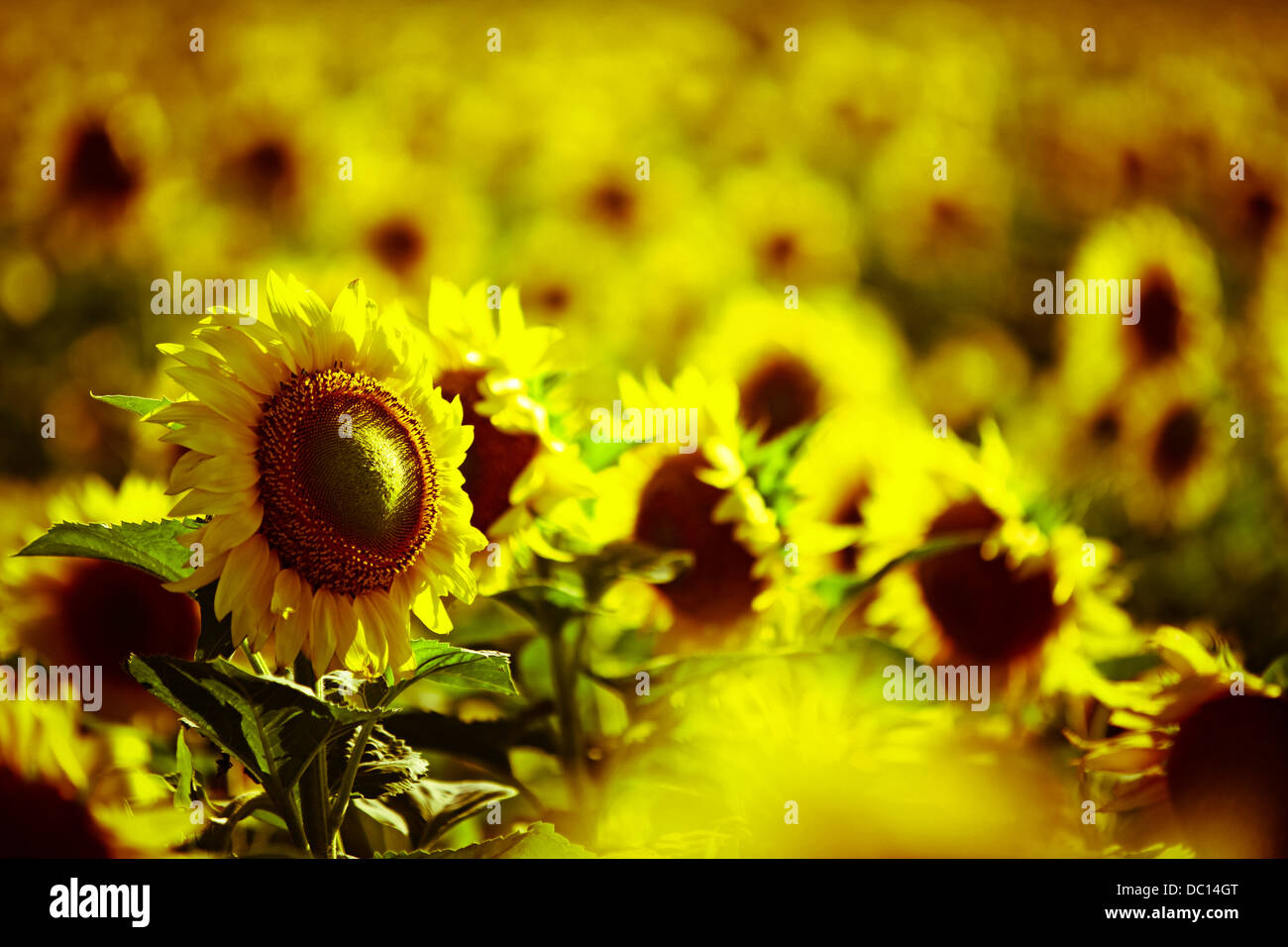 Lots of sun hi-res stock photography and images - Alamy