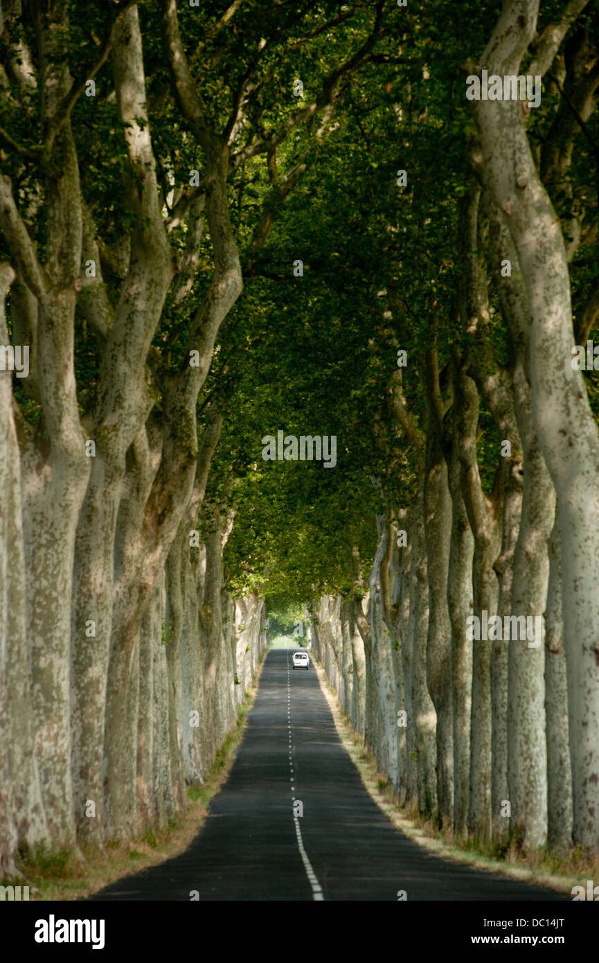 Typical french tree lined road hi-res stock photography and images - Alamy