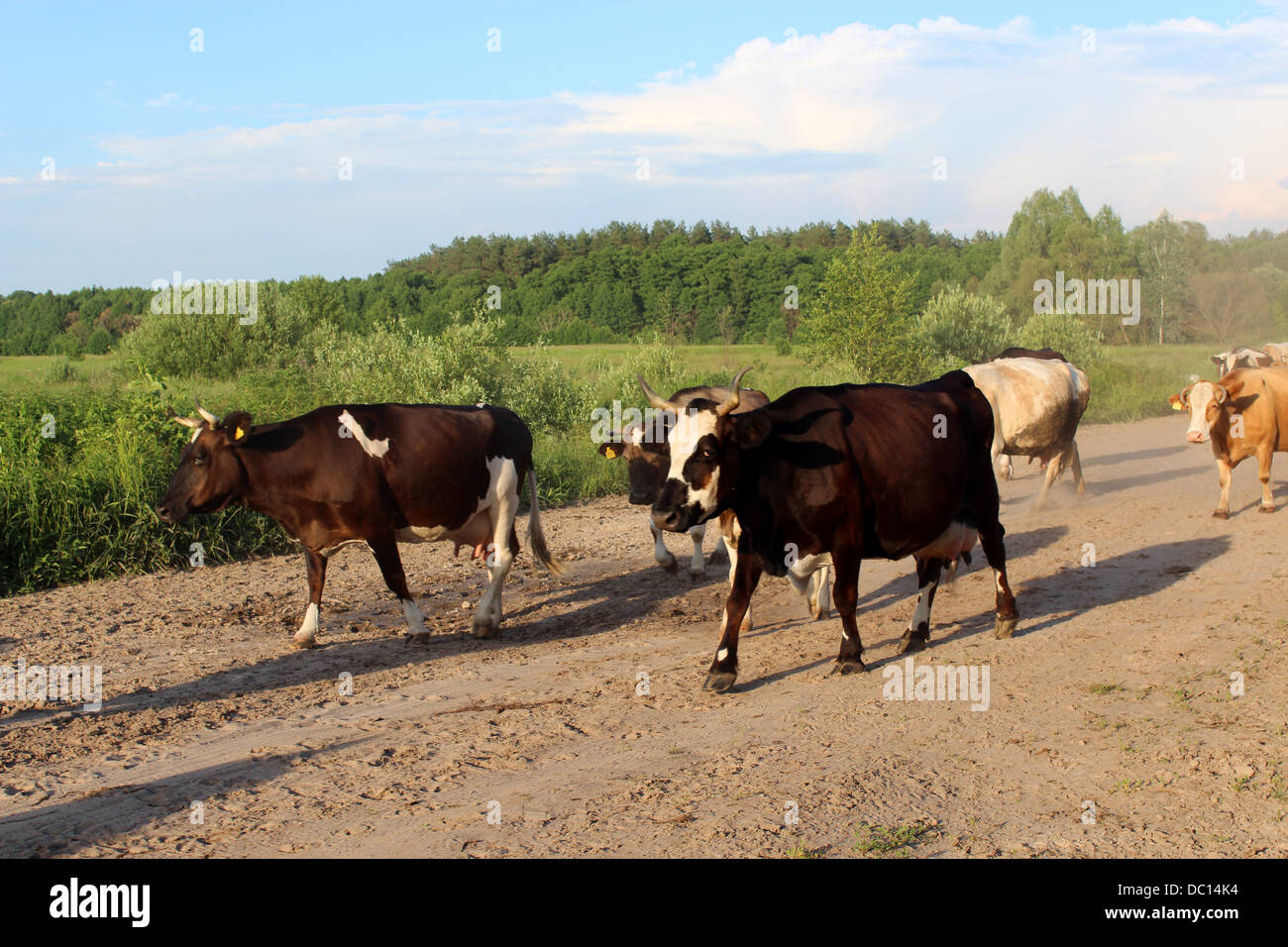 From pasture hi-res stock photography and images - Alamy
