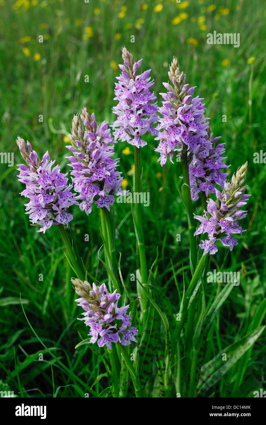 A stand of common spotted orchid Stock Photo - Alamy