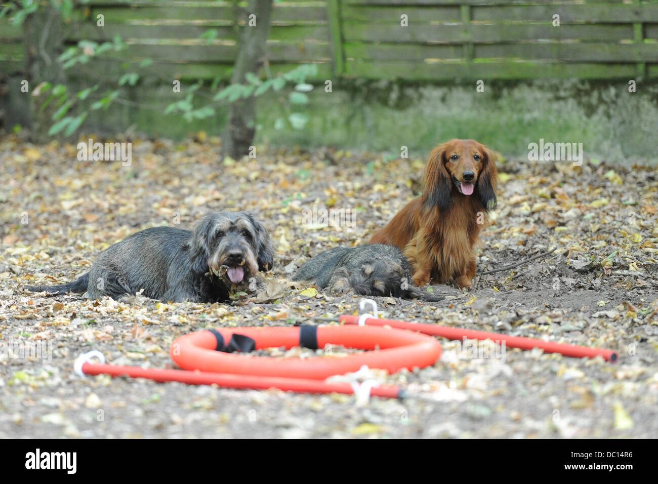 The yearly Dachshund race was held at the German Dachshund Club in ...