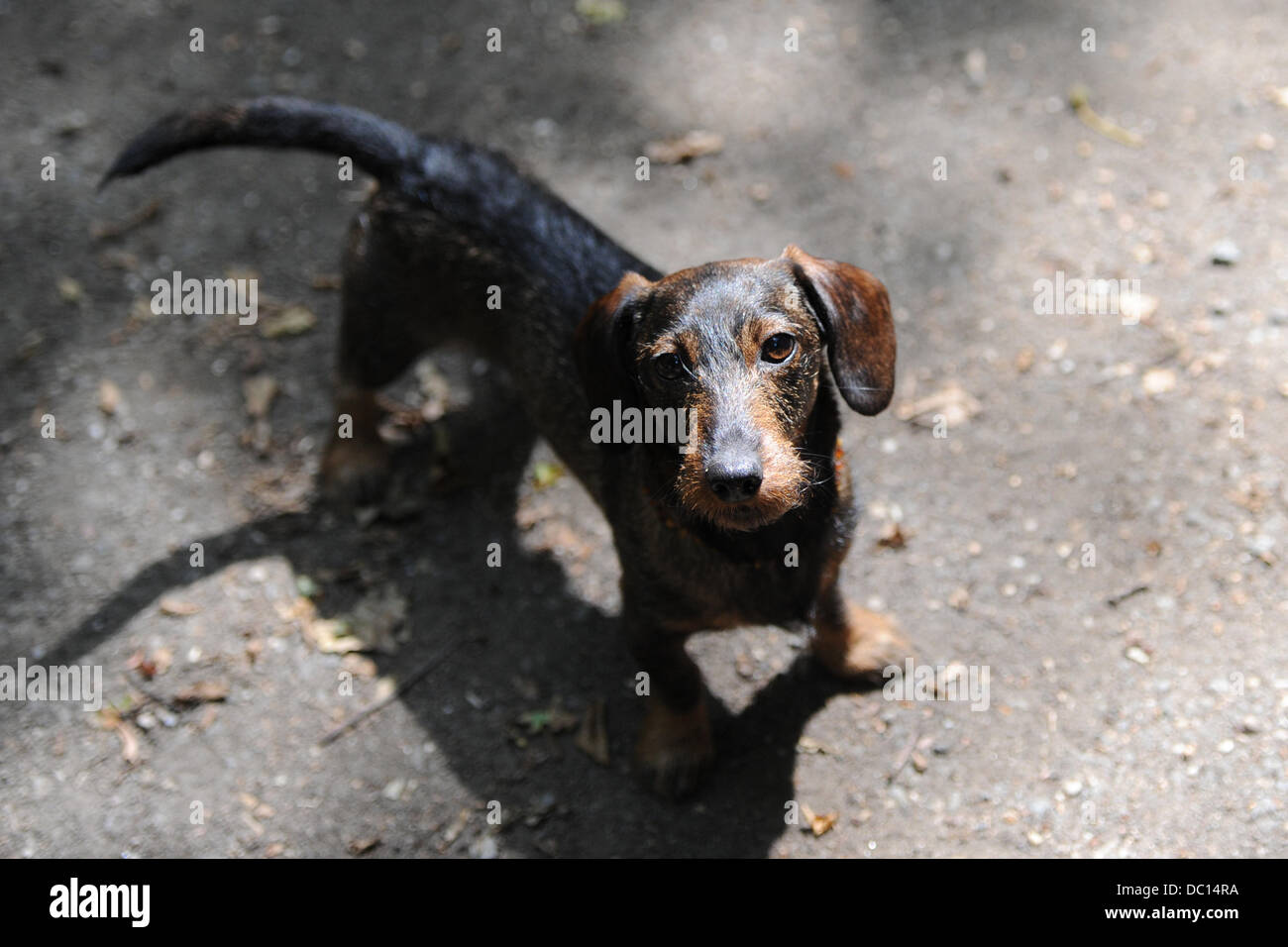 The yearly Dachshund race was held at the German Dachshund Club in ...