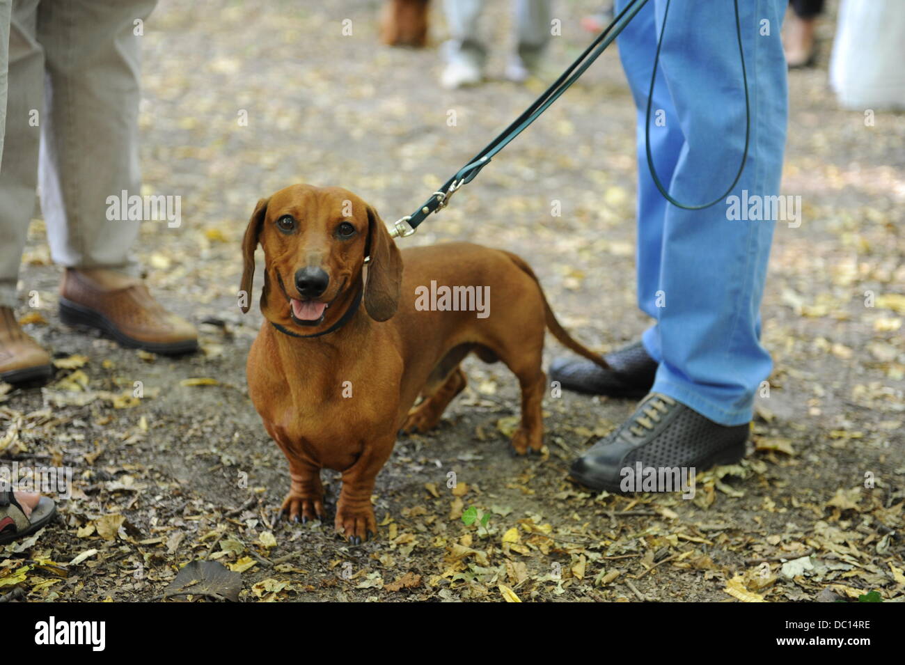 The yearly Dachshund race was held at the German Dachshund Club in ...