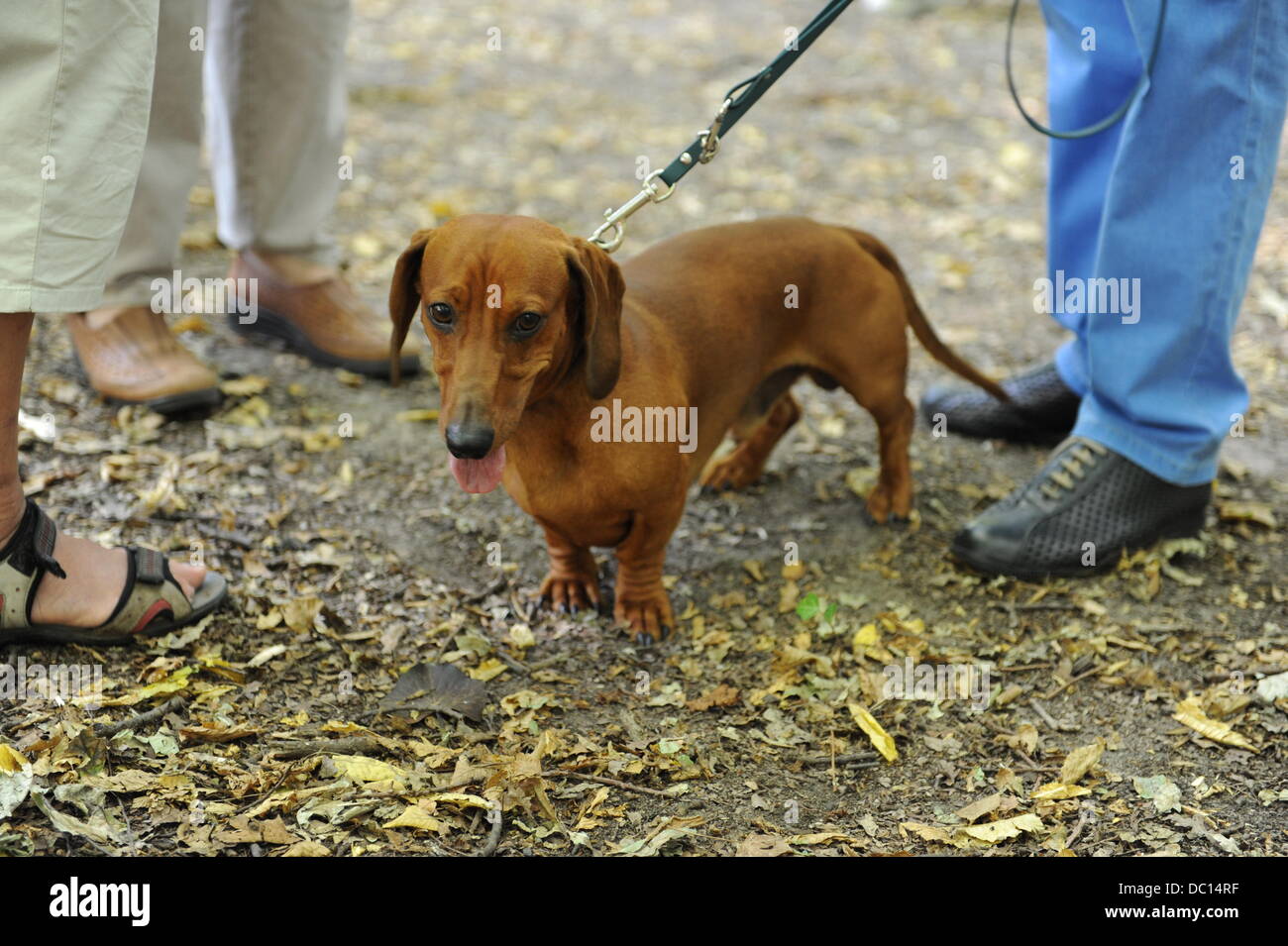 The yearly Dachshund race was held at the German Dachshund Club in ...