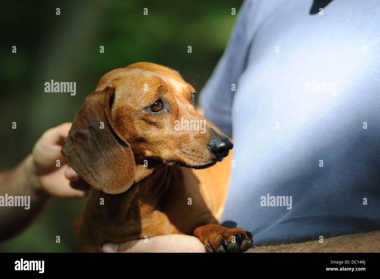 The yearly Dachshund race was held at the German Dachshund Club in ...