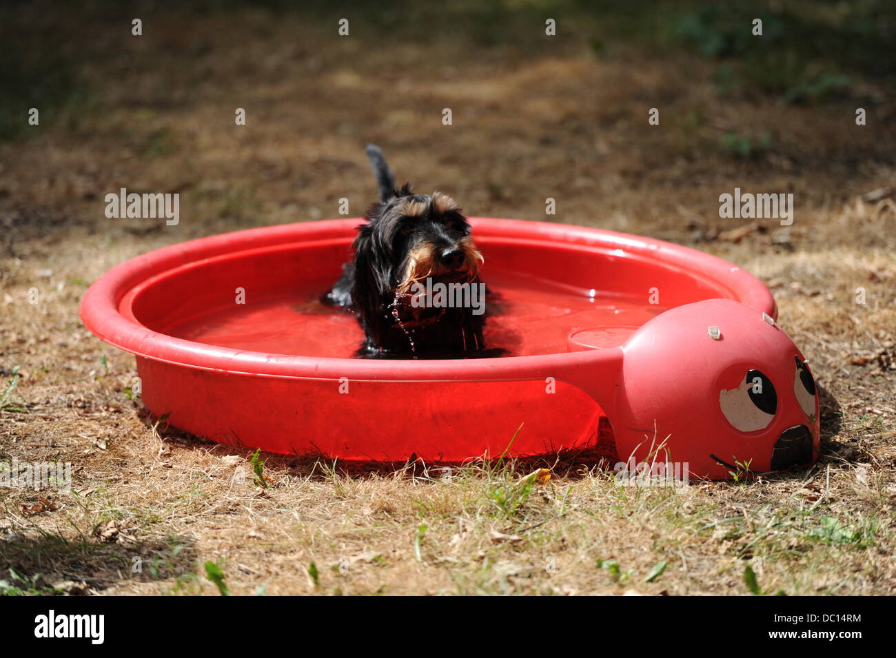 The yearly Dachshund race was held at the German Dachshund Club in ...