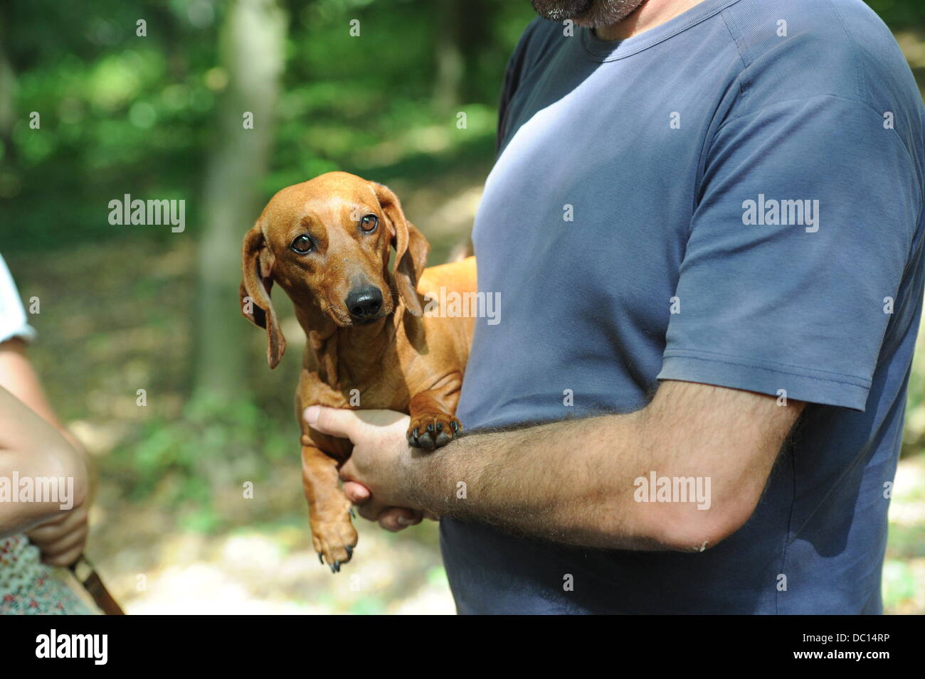 The yearly Dachshund race was held at the German Dachshund Club in ...