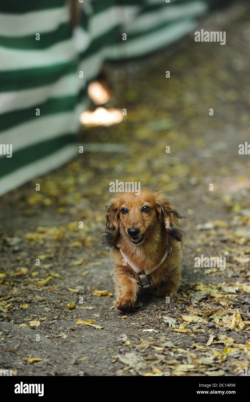 The yearly Dachshund race was held at the German Dachshund Club in ...