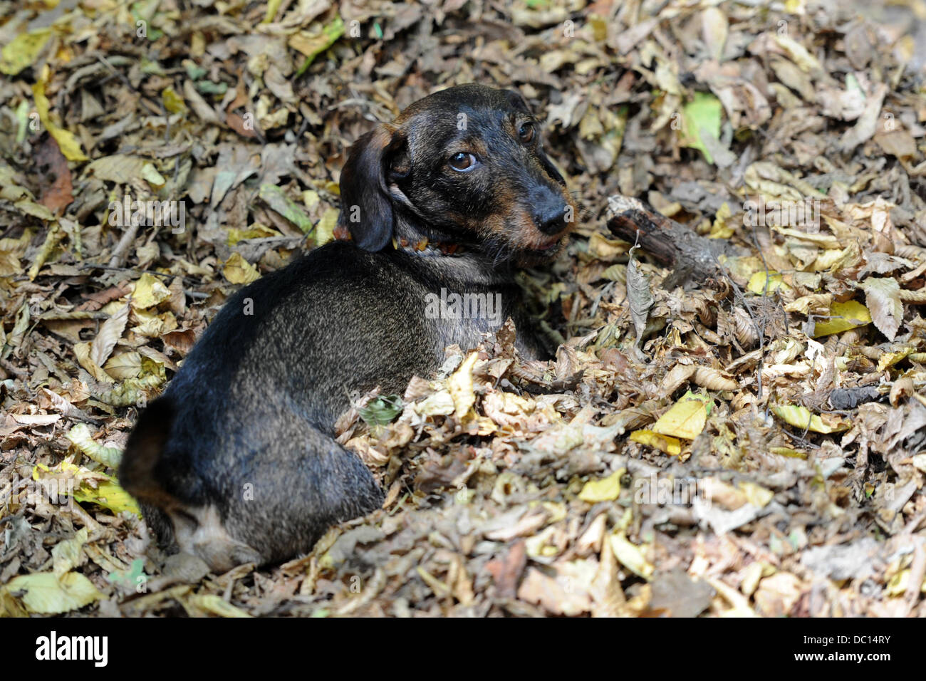The yearly Dachshund race was held at the German Dachshund Club in ...