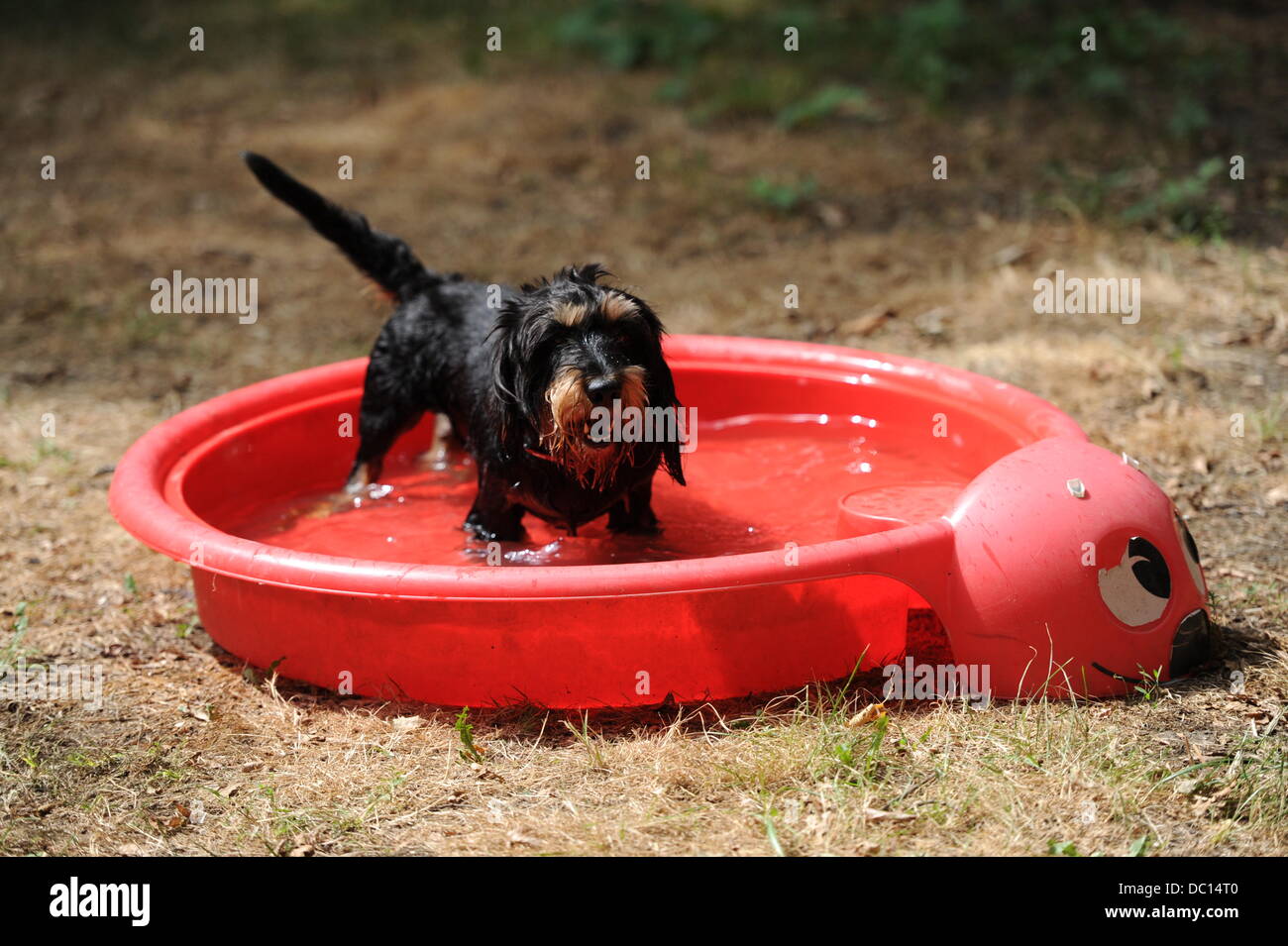 The yearly Dachshund race was held at the German Dachshund Club in ...