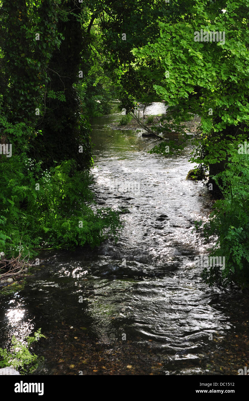 A view of the River Tarrant at Rushton Dorset Stock Photo - Alamy