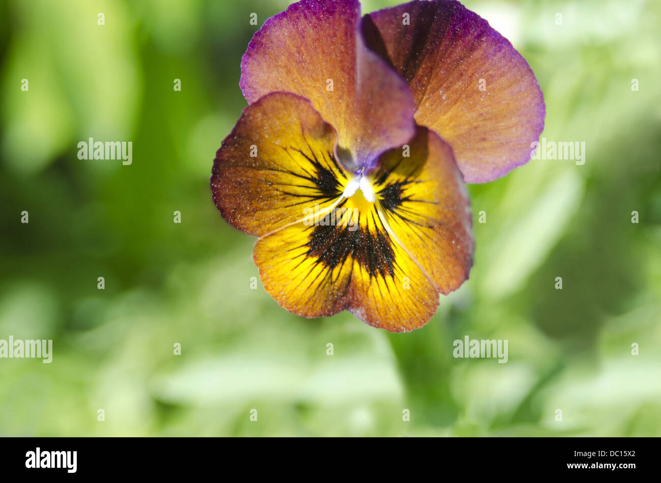 Yellow and violet flower, Mughal Garden, Srinagar, Jammu & Kashmir ...