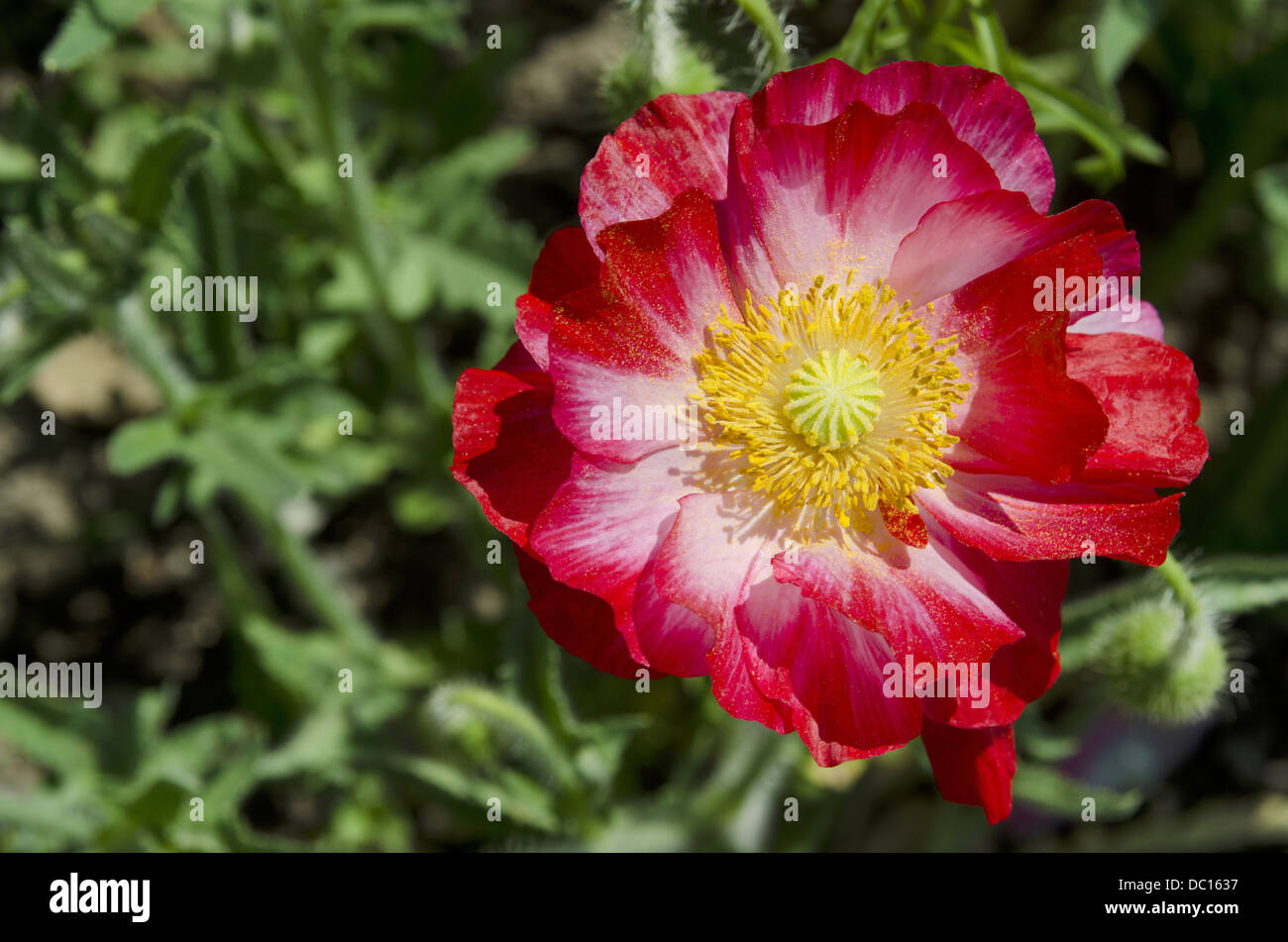 Red flower, Mughal Garden, Srinagar, Jammu & Kashmir, India Stock Photo ...