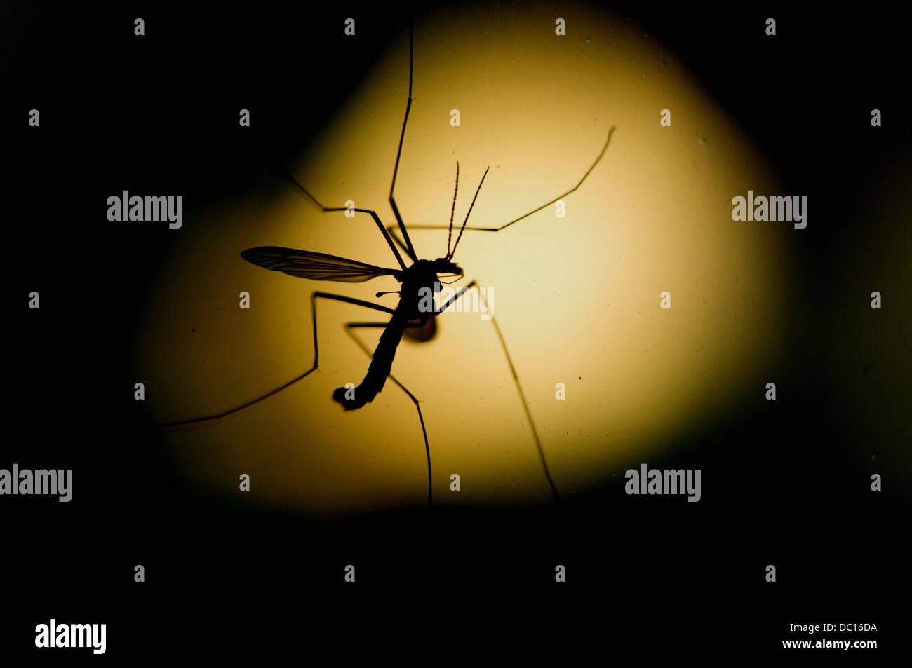 insects, mosquito, summer Stock Photo - Alamy
