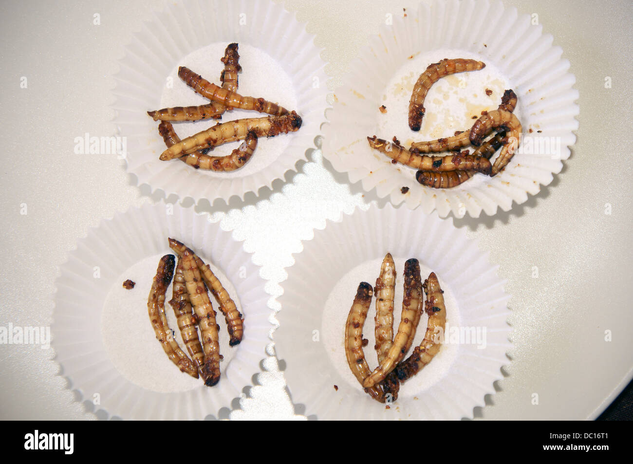 unusual insect dishes, Zophobas morio (atratus), larva, Giant Mealworm ...