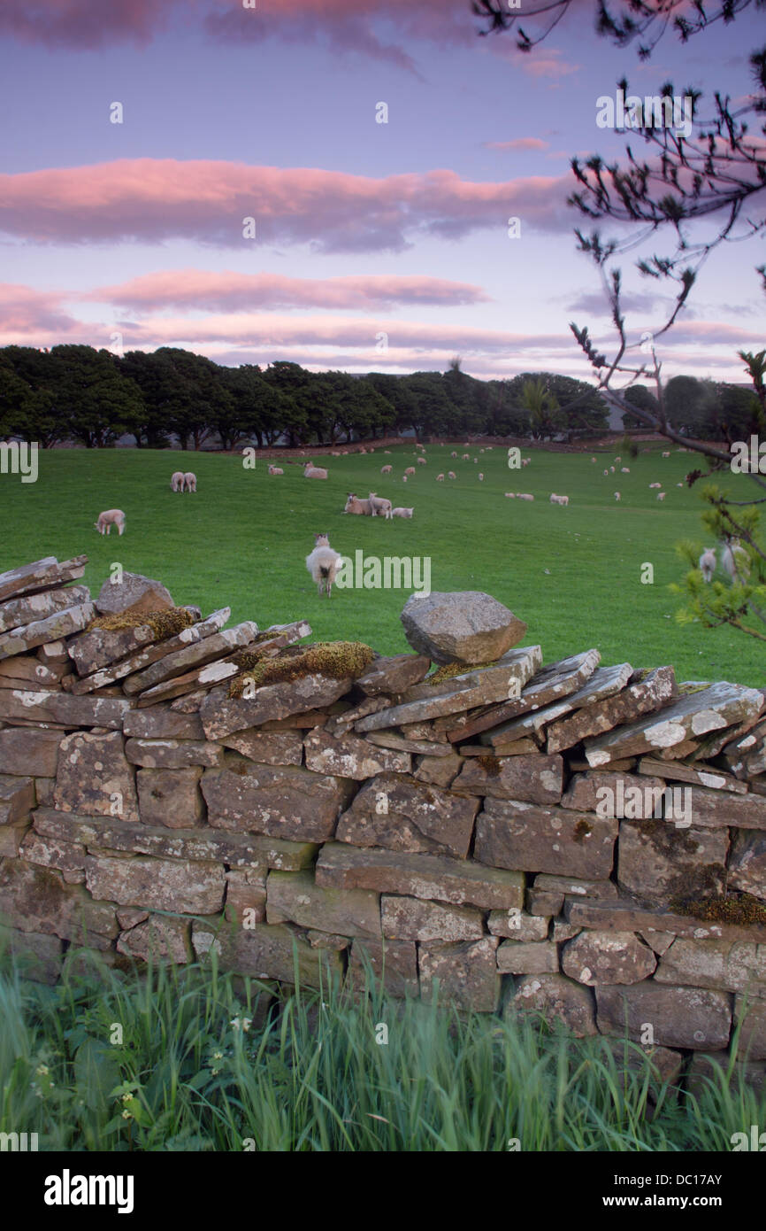 Carperby hi-res stock photography and images - Alamy