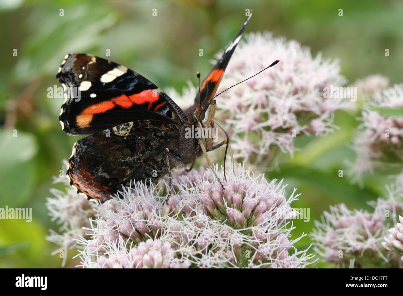 Red admiral butterfly (vanessa atalanta Stock Photo - Alamy