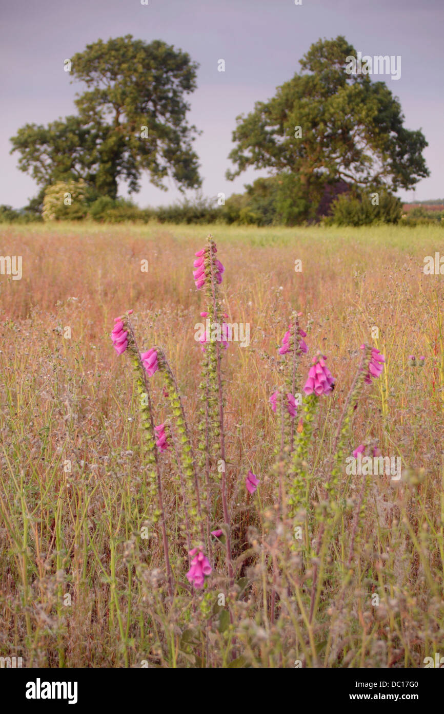 English Summer scene with Foxgloves(Digitalis purpurea) and distant ...