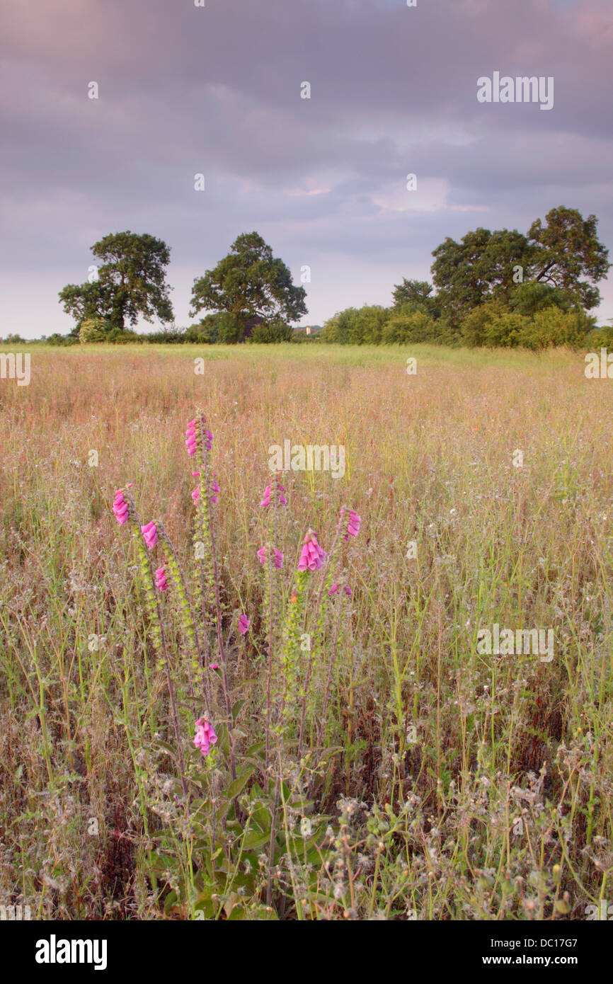 English Summer scene with Foxgloves (Digitalis purpurea) and distant ...