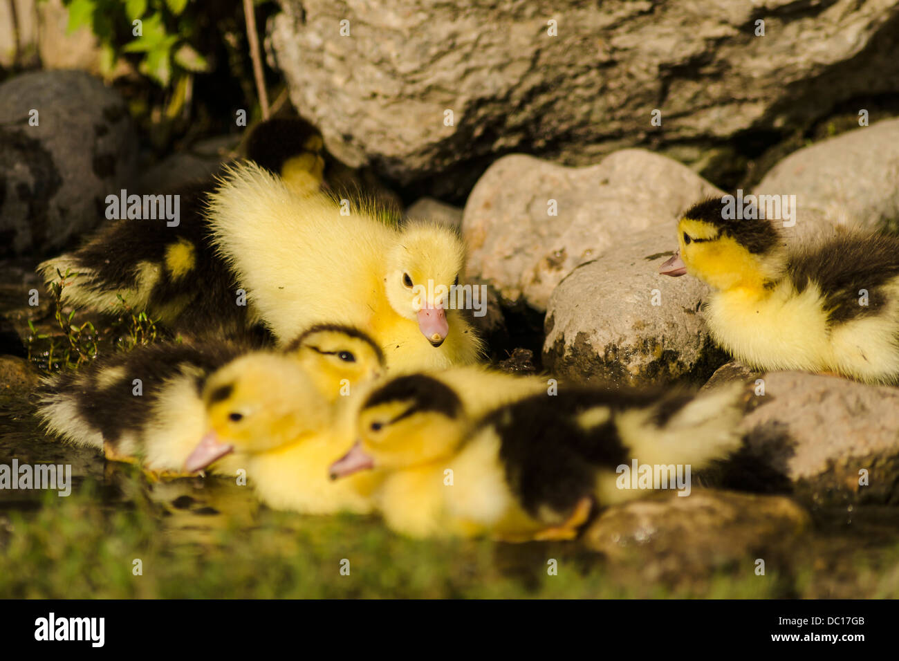 New born duck Stock Photo - Alamy